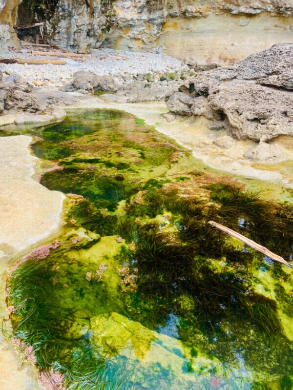 Botanical Beach Tide Pools - Explore the Stunning Coastal Beauty of ...