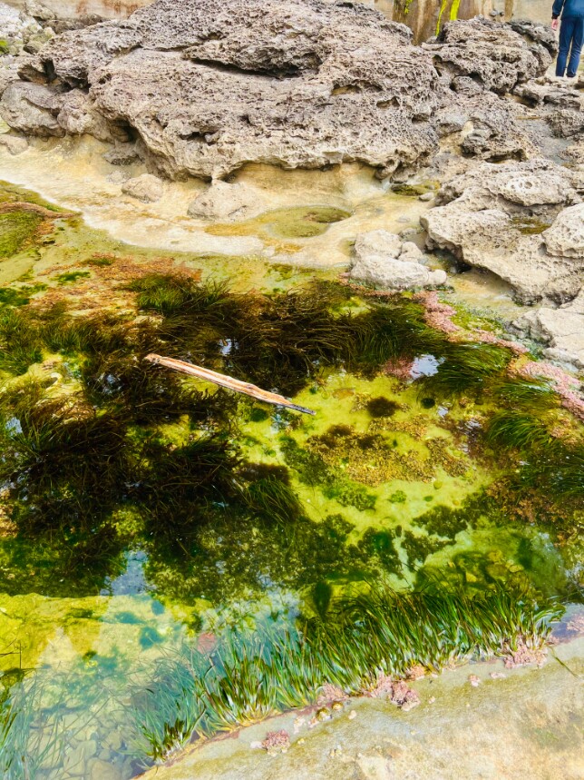 Botanical Beach Tide Pools - Explore the Stunning Coastal Beauty of ...