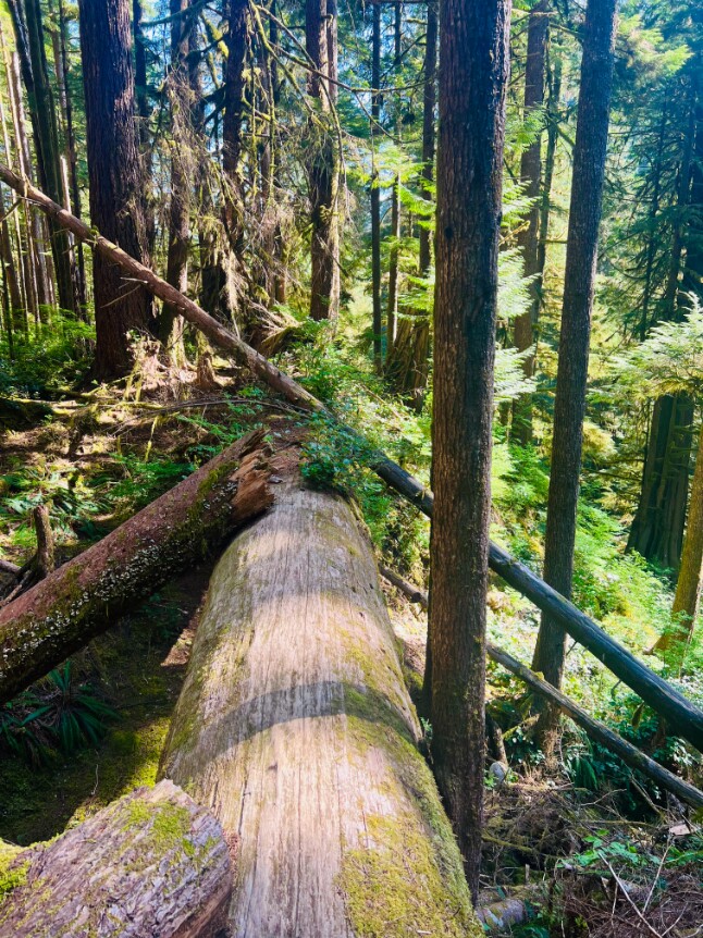 Avatar Grove Vancouver Island | Explore this Majestic Forest in Port ...