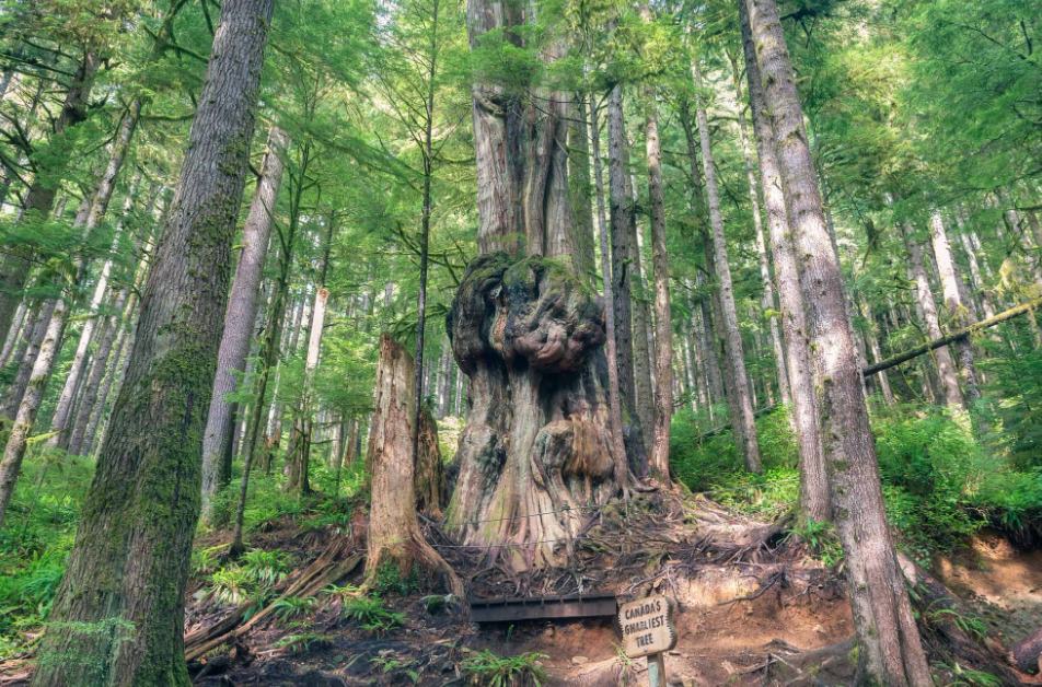Avatar Grove Vancouver Island | Explore this Majestic Forest in Port ...