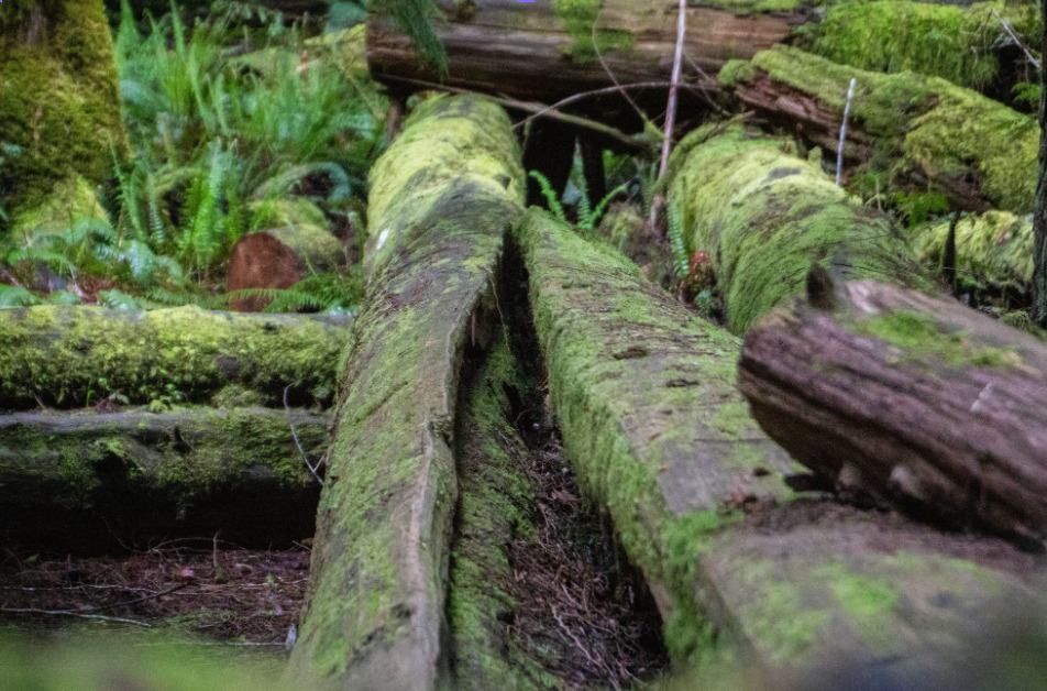 Avatar Grove Vancouver Island | Explore this Majestic Forest in Port ...