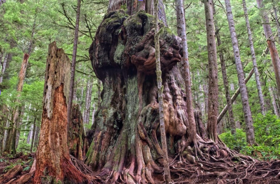 Avatar Grove Vancouver Island | Explore this Majestic Forest in Port ...