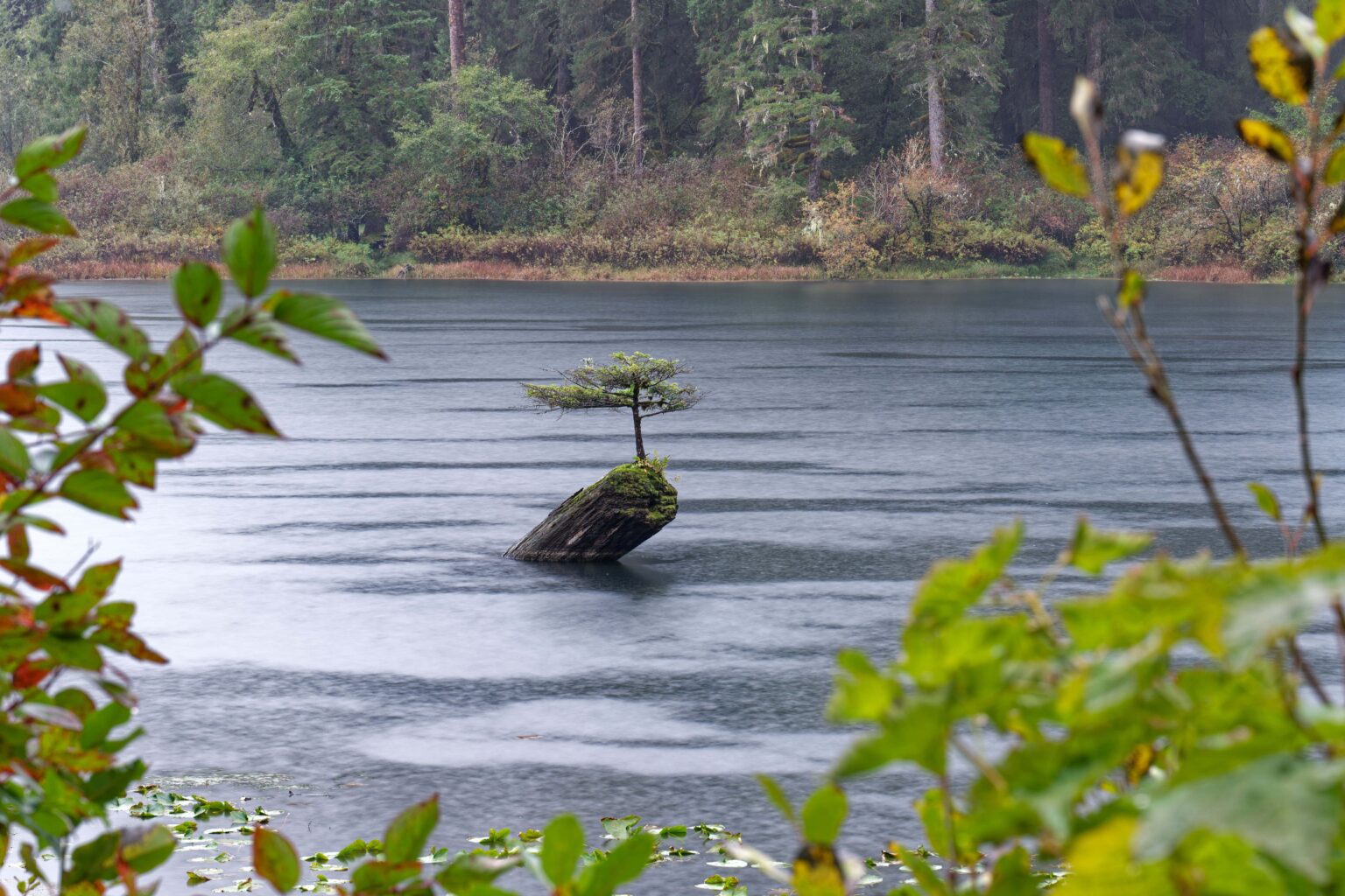 Fairy Lake Port Renfrew | Explore Vancouver Island | Live Port Renfrew ...